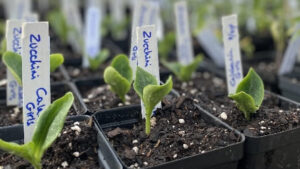 Home - Peacehaven Community Farm